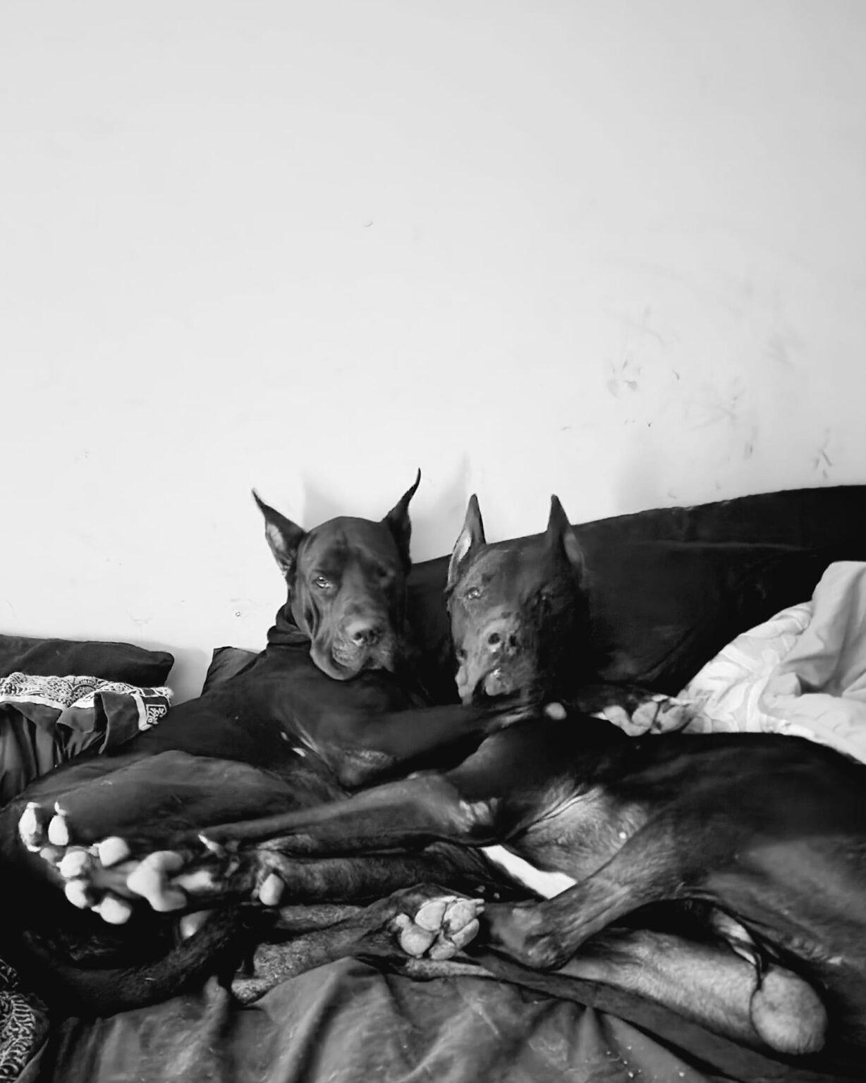 Consider Fostering – Daisy's Dane Sanctuary