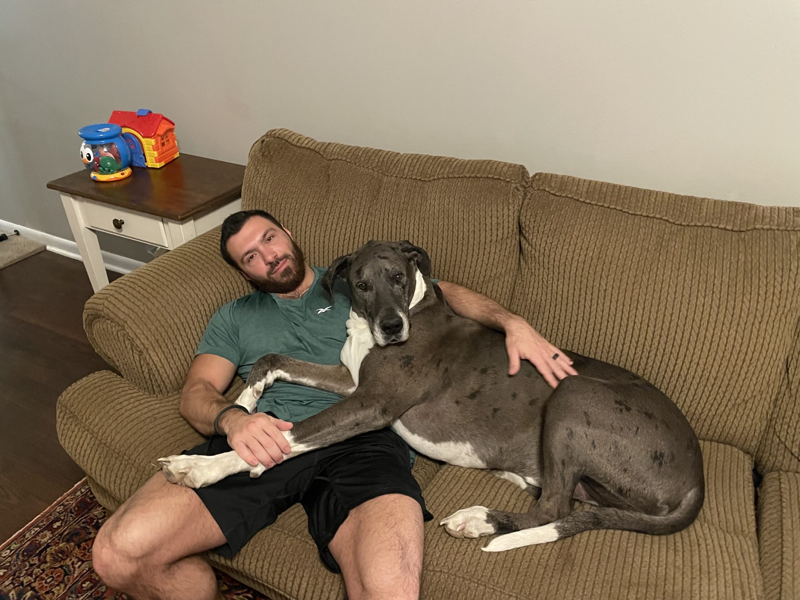 Groot – Daisy's Dane Sanctuary