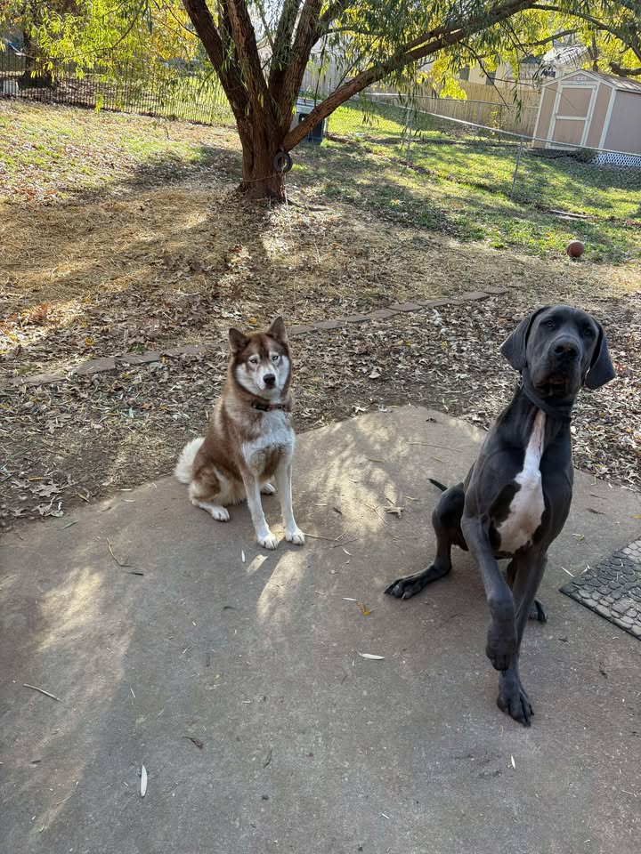 Goliath – Daisy's Dane Sanctuary