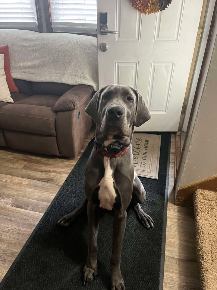 Goliath – Daisy's Dane Sanctuary