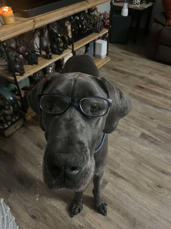 Goliath – Daisy's Dane Sanctuary