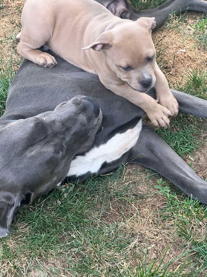 Goliath – Daisy's Dane Sanctuary